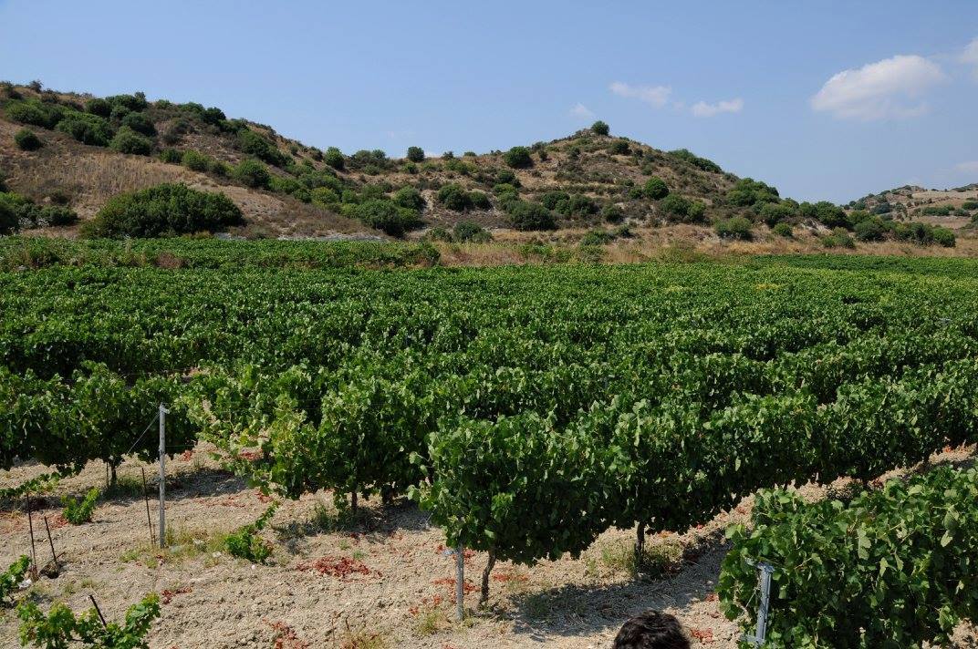 ΤΟ ΑΜΠΕΛΙ - ΒΑΣΙΚΕΣ ΓΝΩΣΕΙΣ - Cyprus Oenophile Association